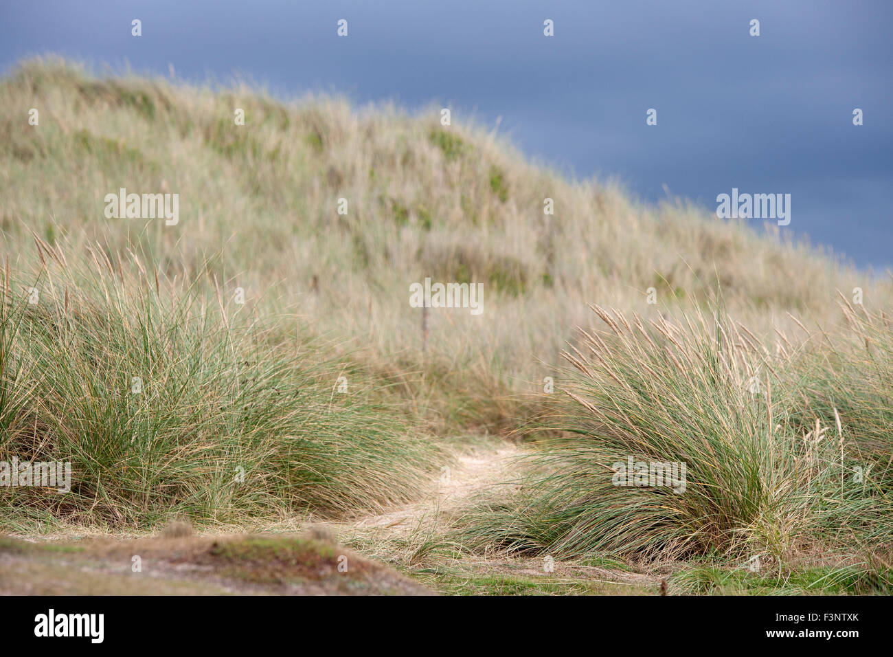 Dune marram grass hi-res stock photography and images - Alamy