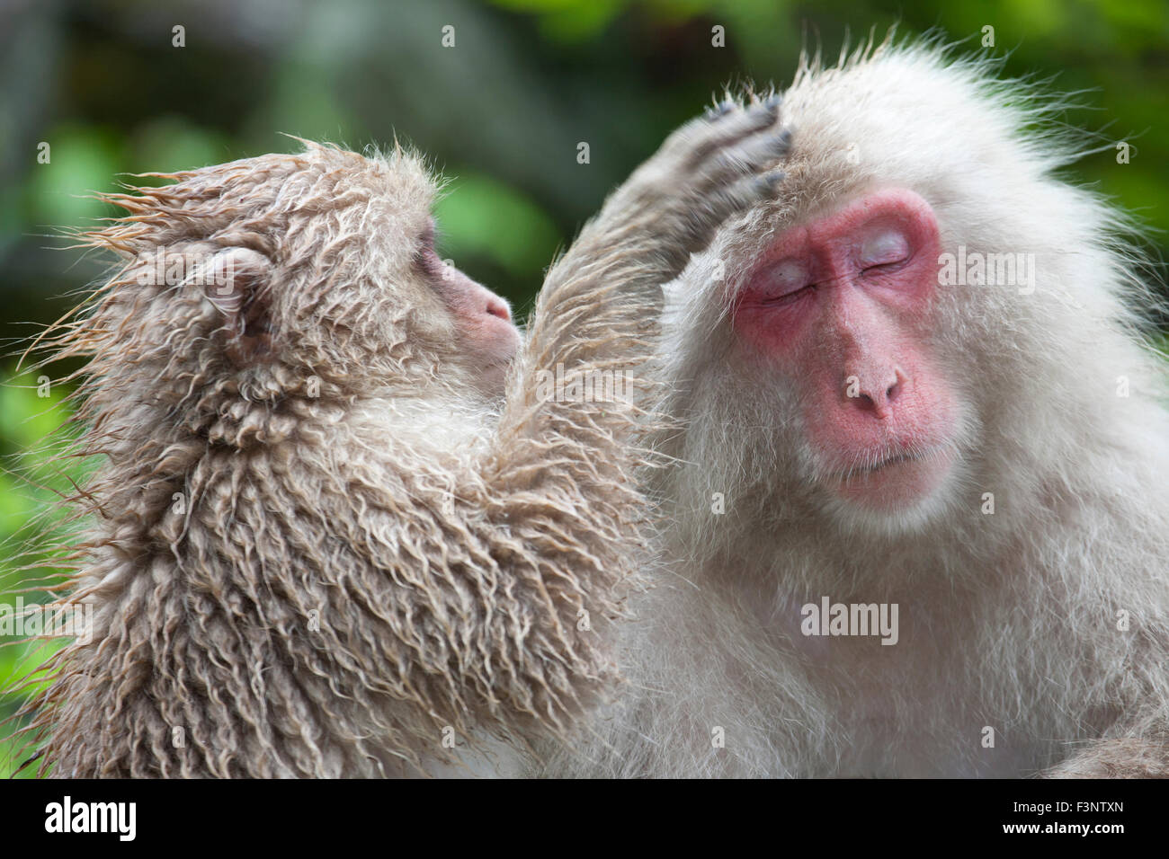 Young wild Japanese macaque (Macaca fuscata) grooming an adult monkey ...