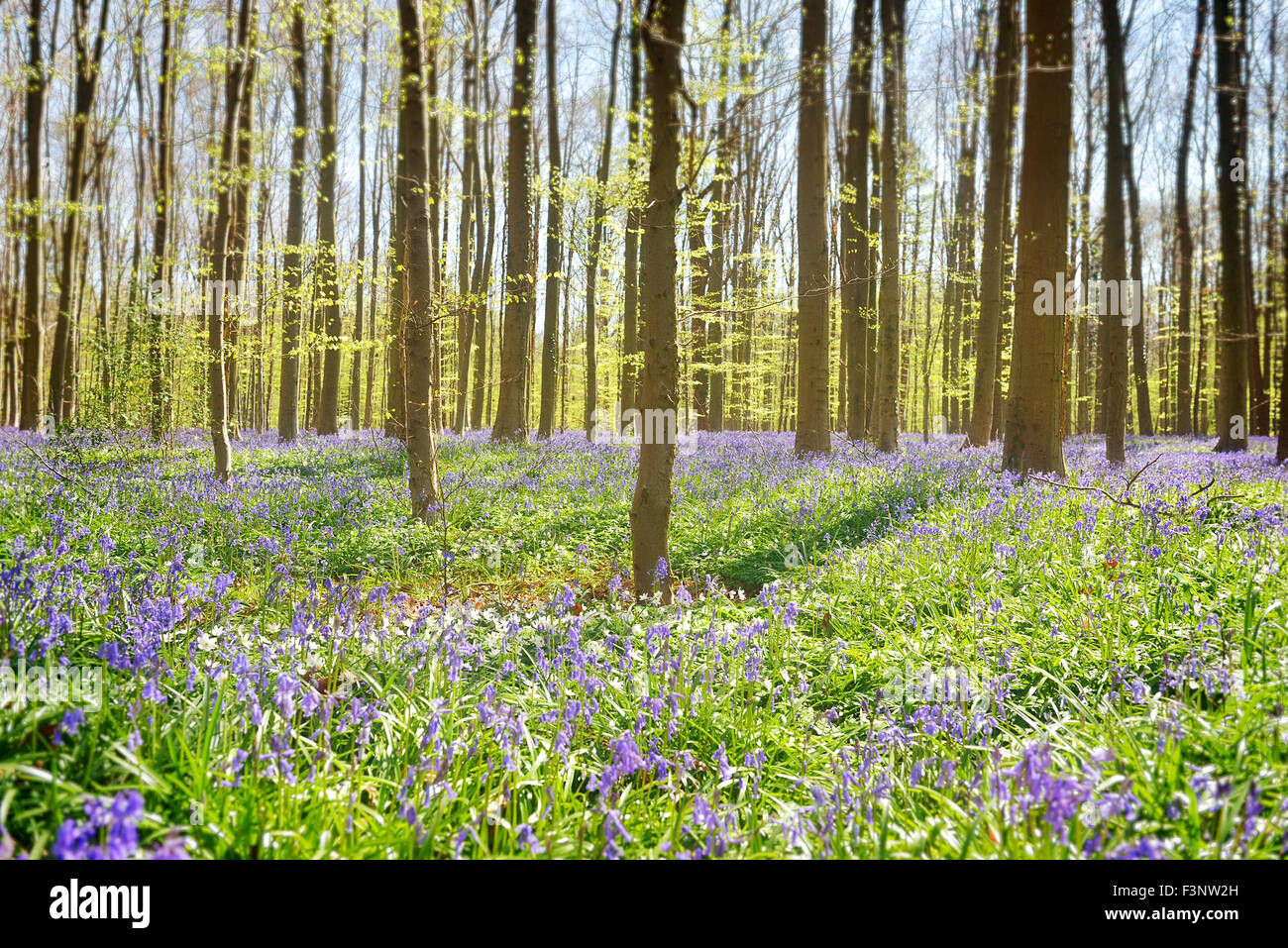Wild hyacinths in so named blue forest Hallerbos in Belgium Stock Photo ...