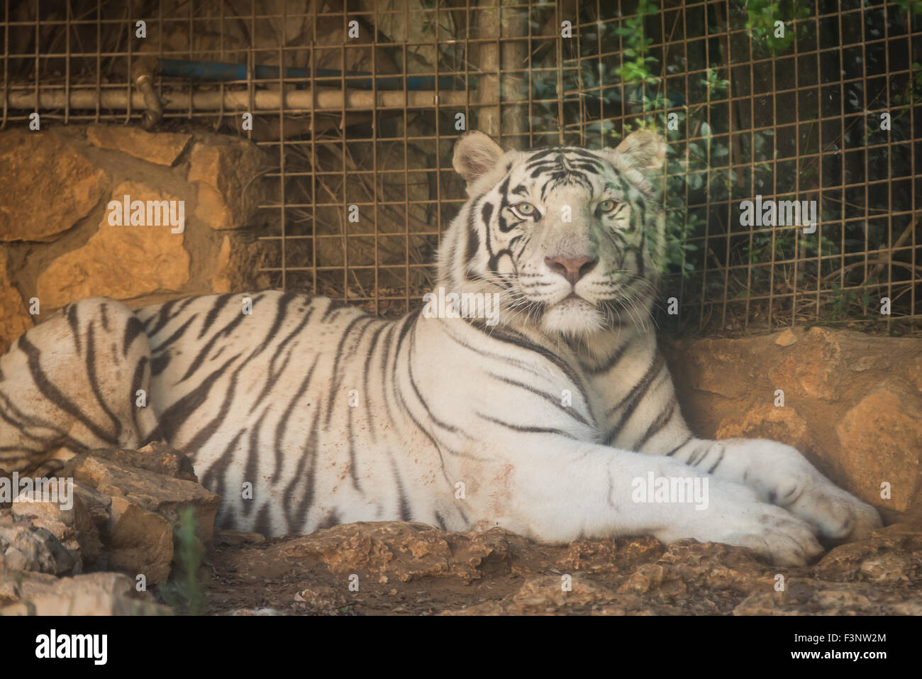 Haifa zoo israel animals hi-res stock photography and images - Alamy