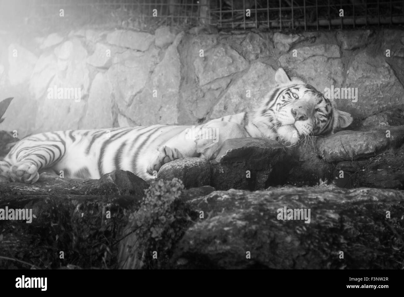 Haifa zoo israel animals hi-res stock photography and images - Alamy