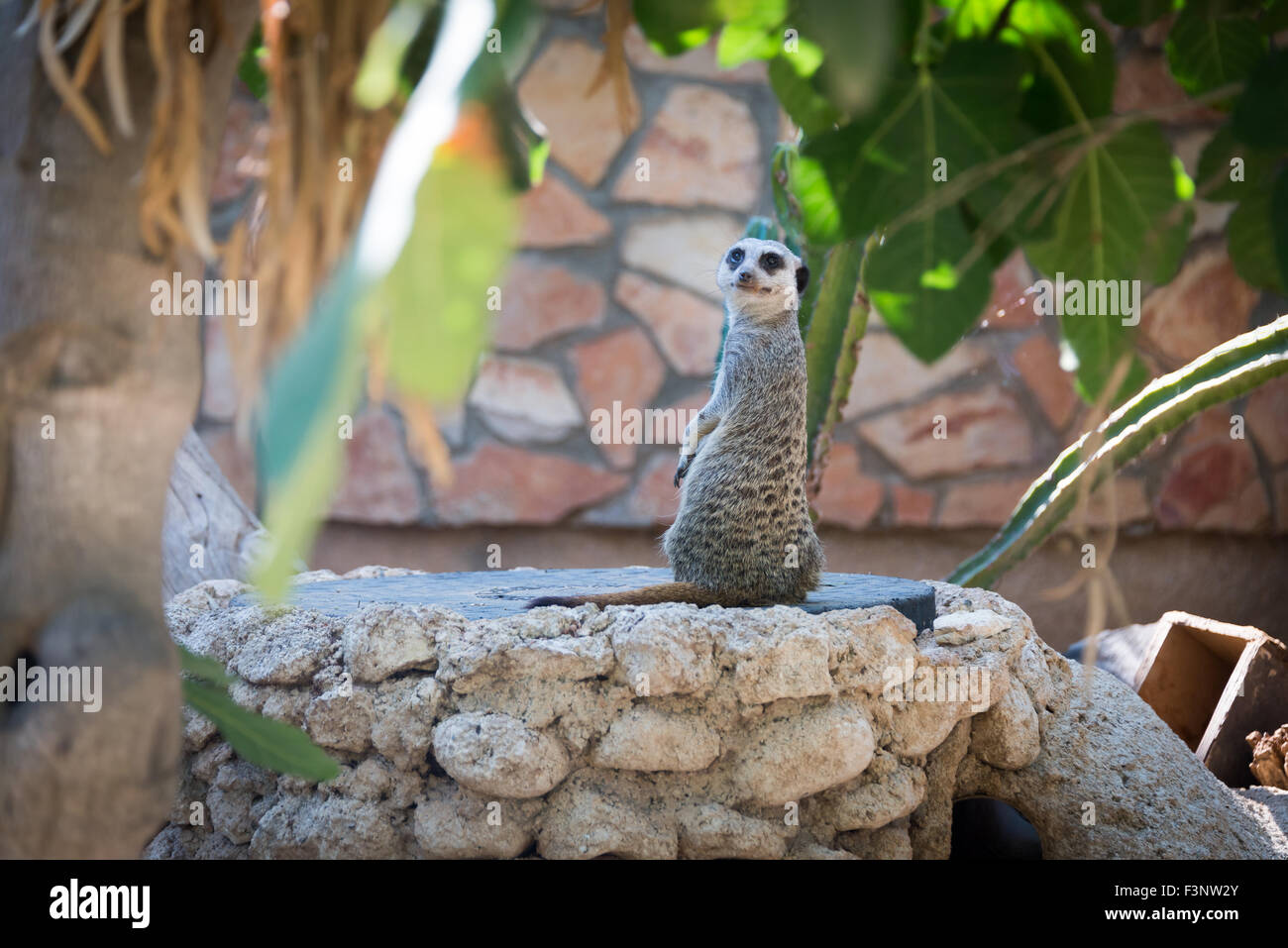 Haifa zoo israel animals hi-res stock photography and images - Alamy