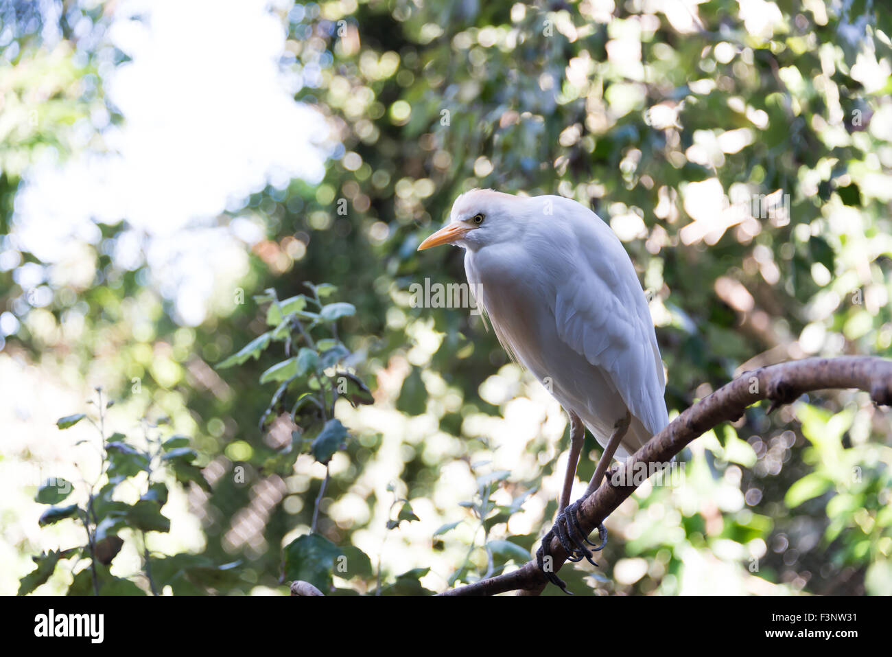 Haifa zoo israel animals hi-res stock photography and images - Alamy
