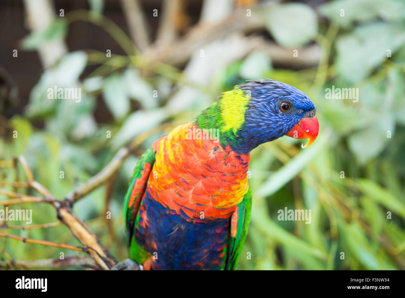 Visit to Gan Garoo, Israel Stock Photo - Alamy