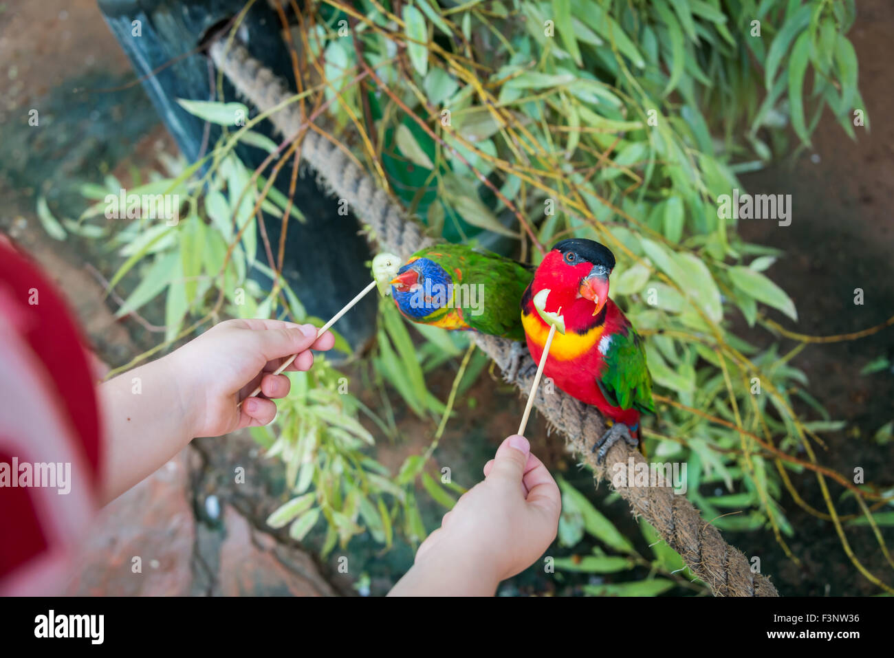 Visit to Gan Garoo, Israel Stock Photo - Alamy
