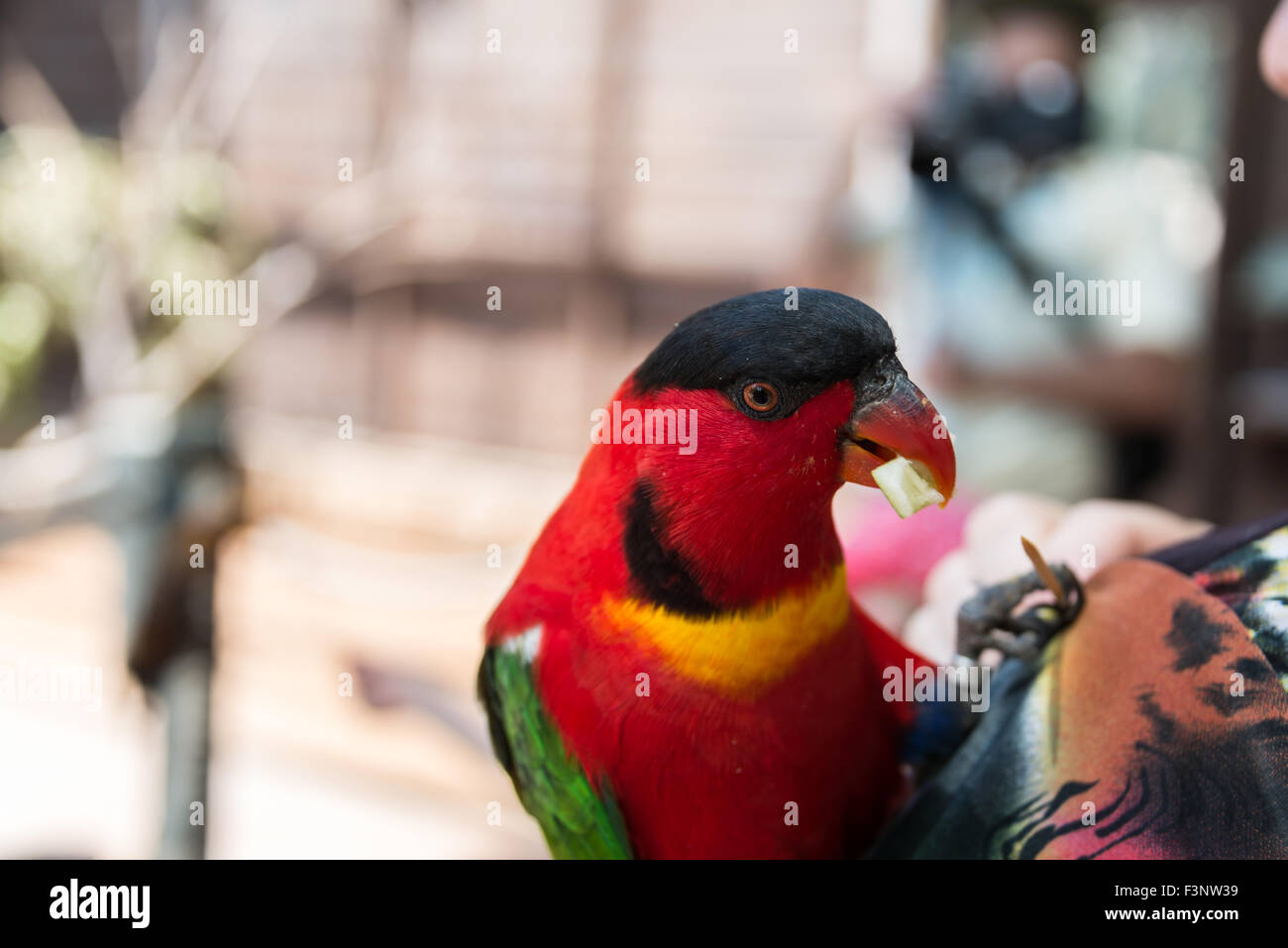 Gan garoo hi-res stock photography and images - Alamy