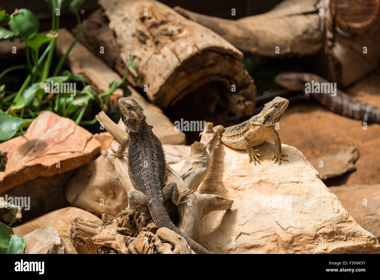 Visit to Gan Garoo, Israel Stock Photo - Alamy