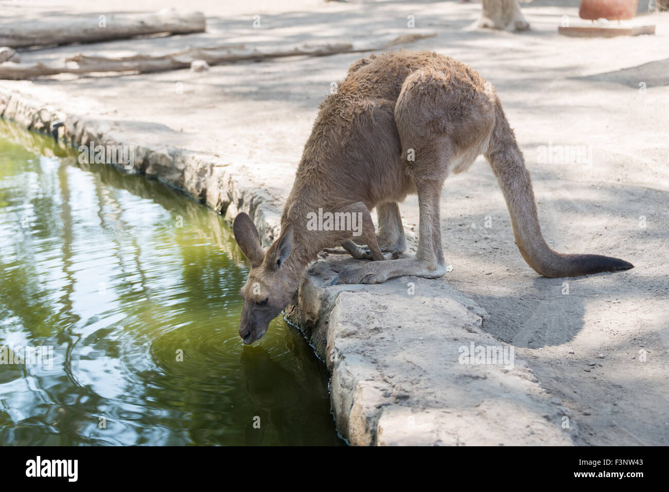 Visit to Gan Garoo, Israel Stock Photo - Alamy