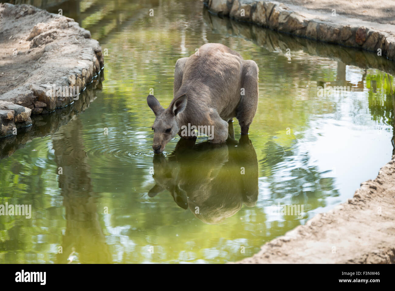 Gan garoo hi-res stock photography and images - Alamy