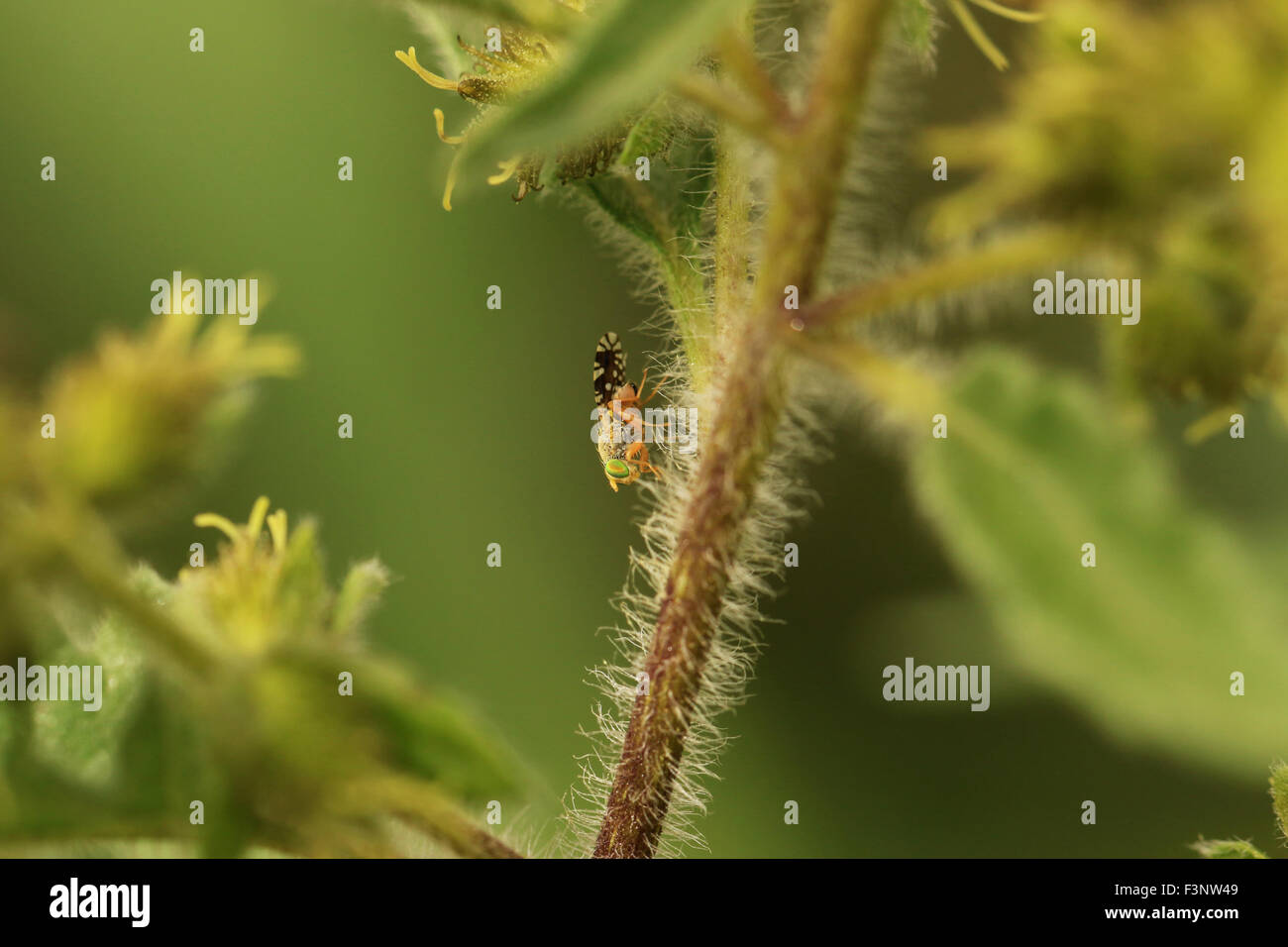 Tucson insects hi-res stock photography and images - Alamy