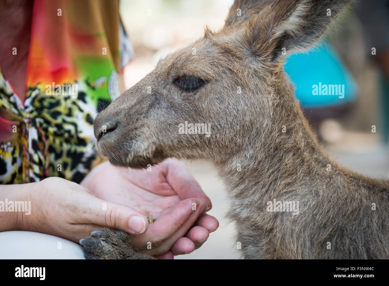 Visit to Gan Garoo, Israel Stock Photo - Alamy