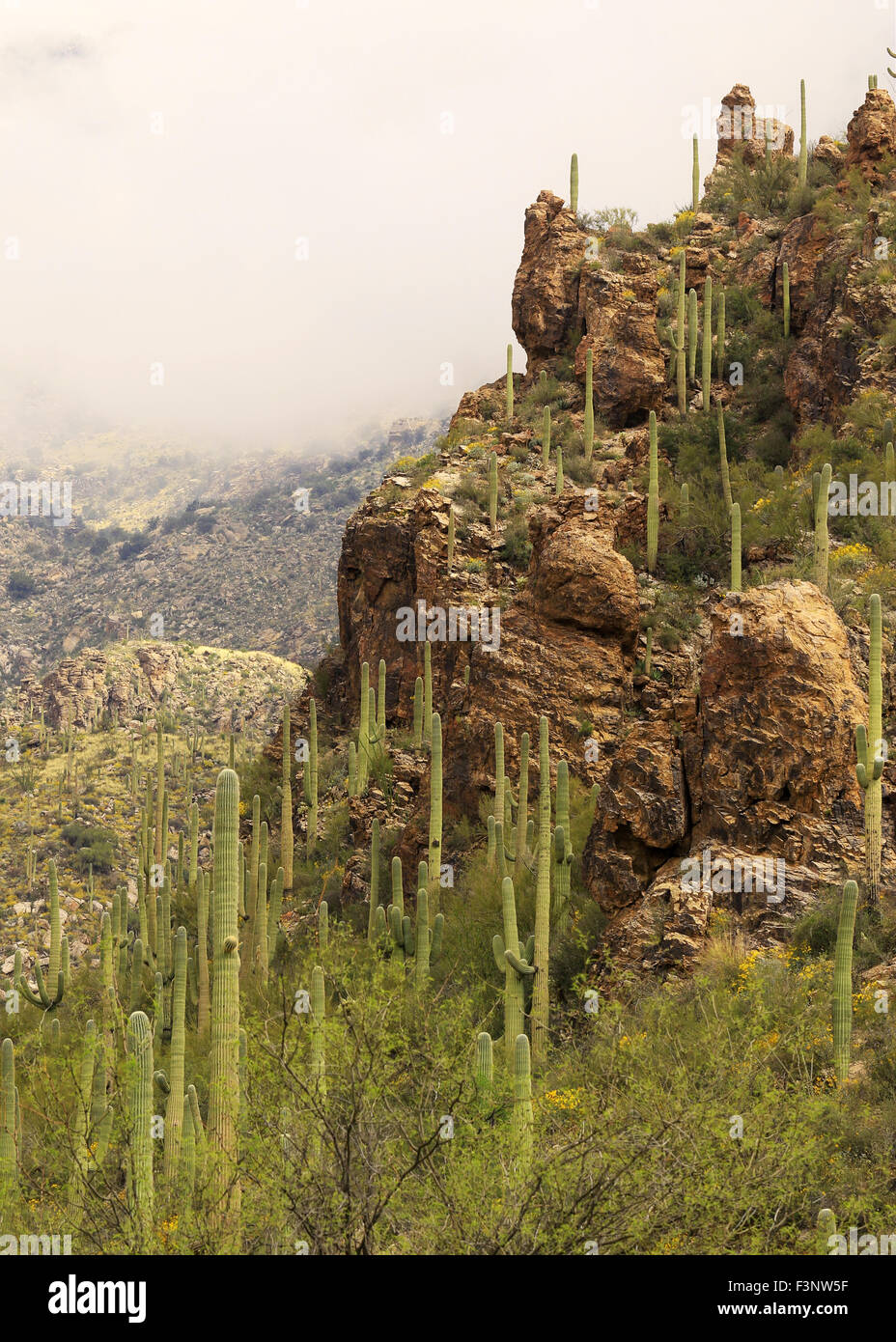 The desert of Ventana Canyon in Tucson, Arizona Stock Photo - Alamy