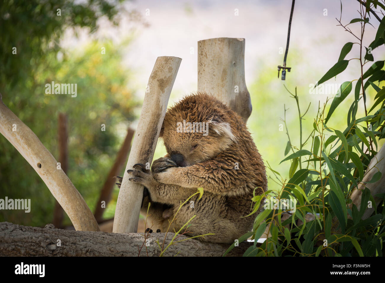 Visit to Gan Garoo, Israel Stock Photo - Alamy