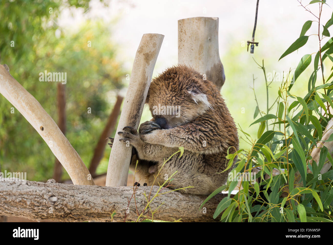 Gan garoo hi-res stock photography and images - Alamy