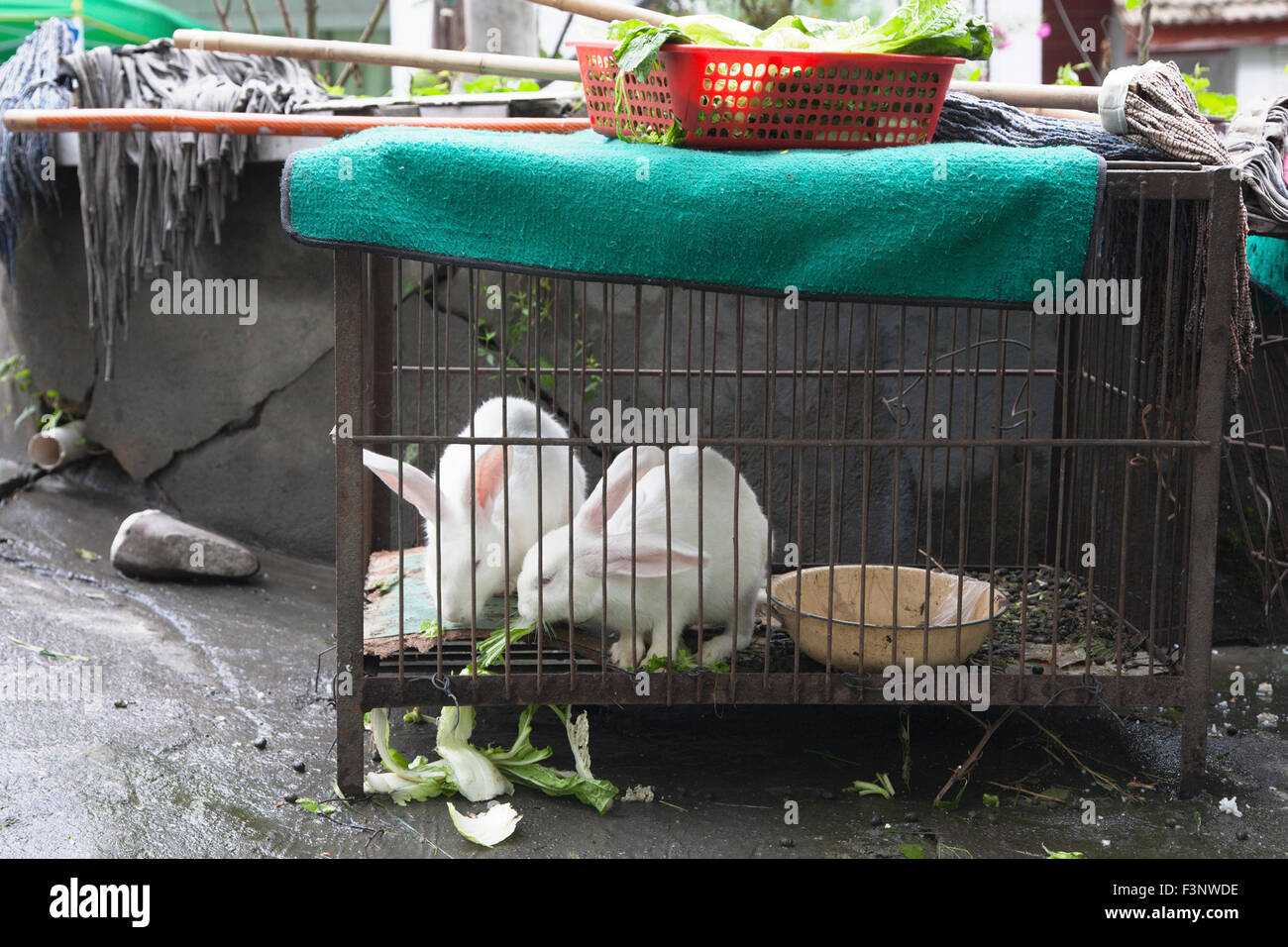 Animal market cages china food hi-res stock photography and images - Alamy