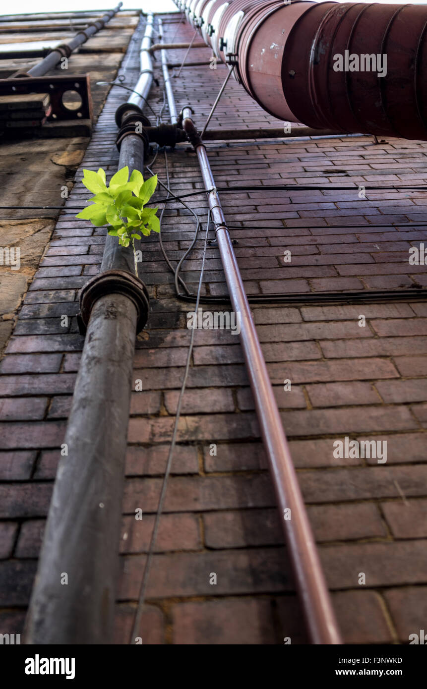 Green Plant Pipe Stock Photo - Alamy