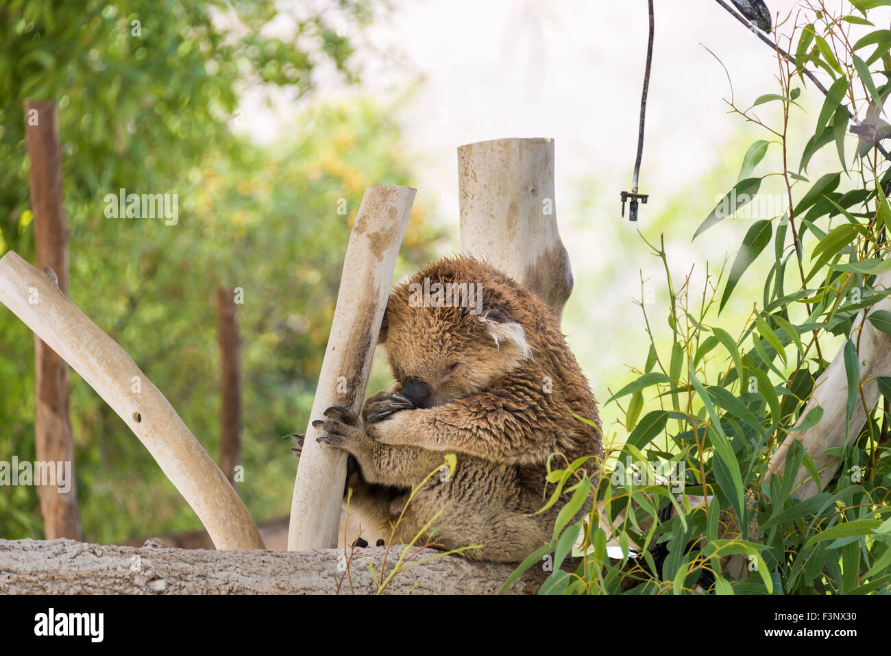Australia israel hi-res stock photography and images - Alamy