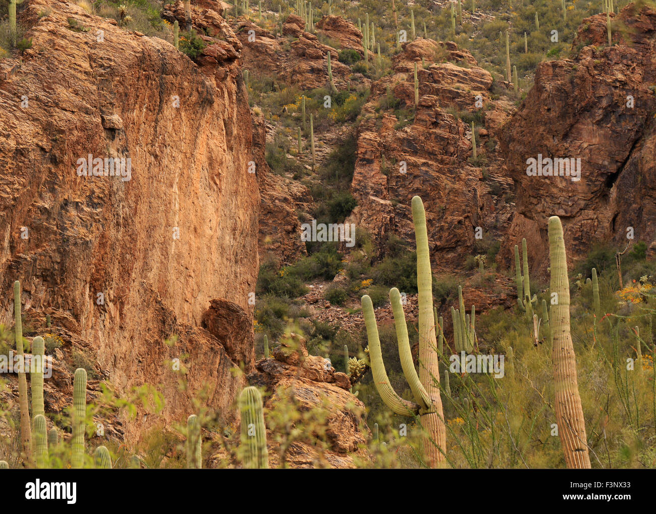 The desert of Ventana Canyon in Tucson, Arizona Stock Photo - Alamy