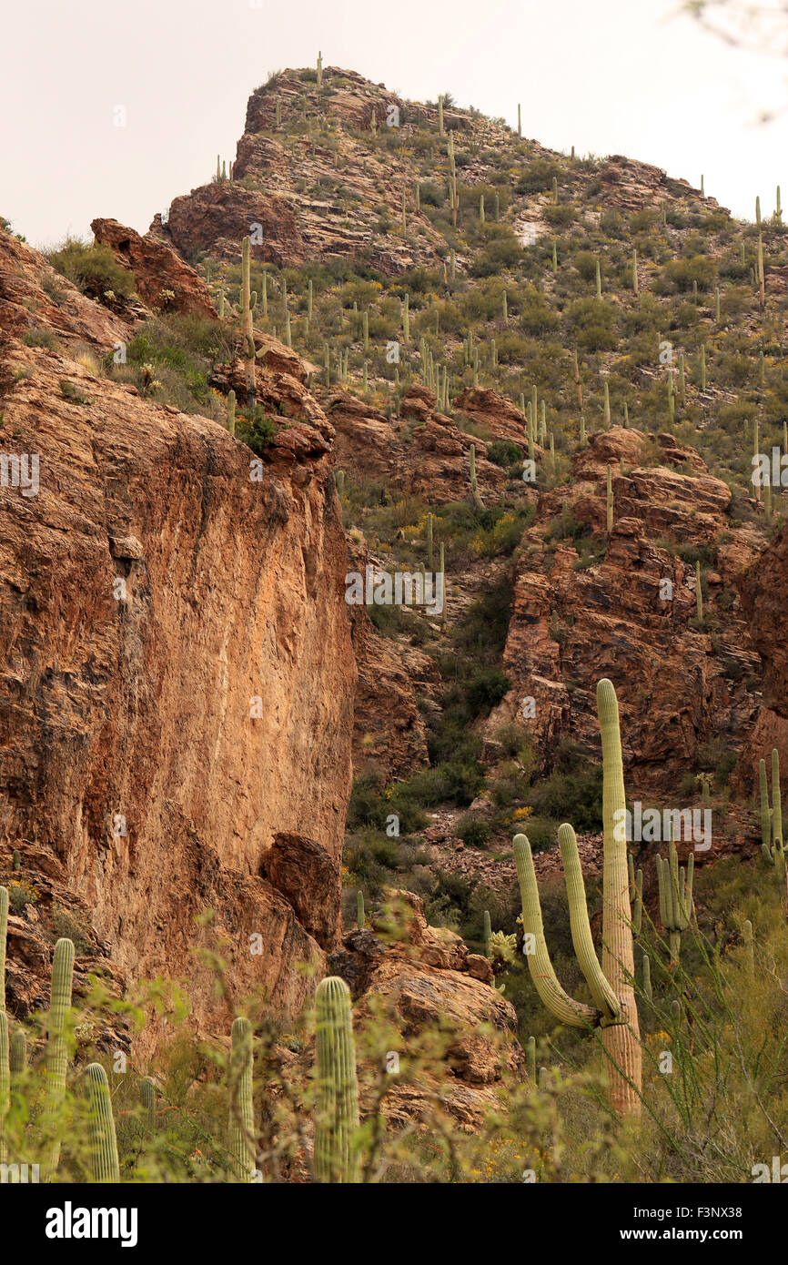 The desert of Ventana Canyon in Tucson, Arizona Stock Photo - Alamy
