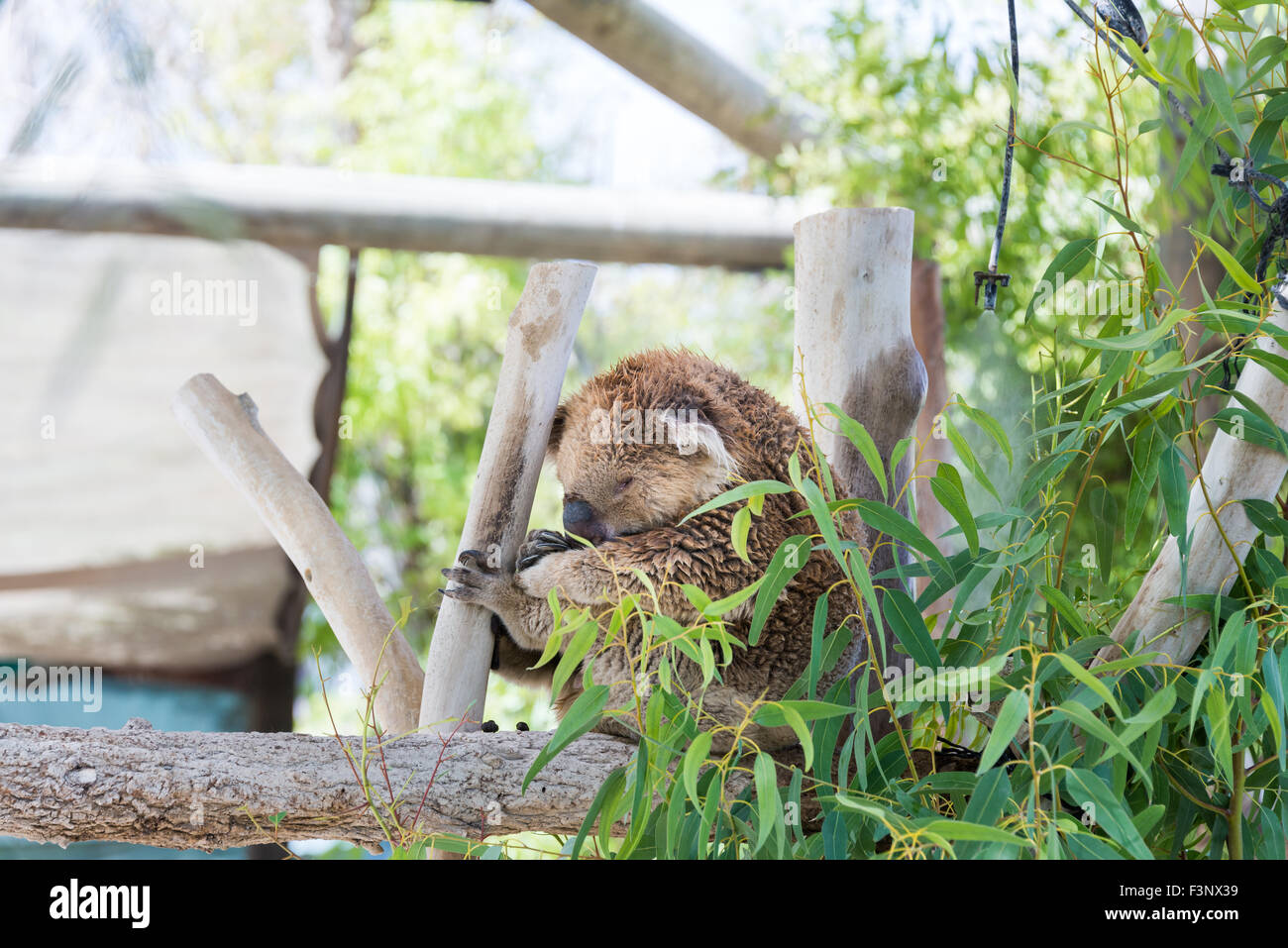 Visit to Gan Garoo, Israel Stock Photo - Alamy