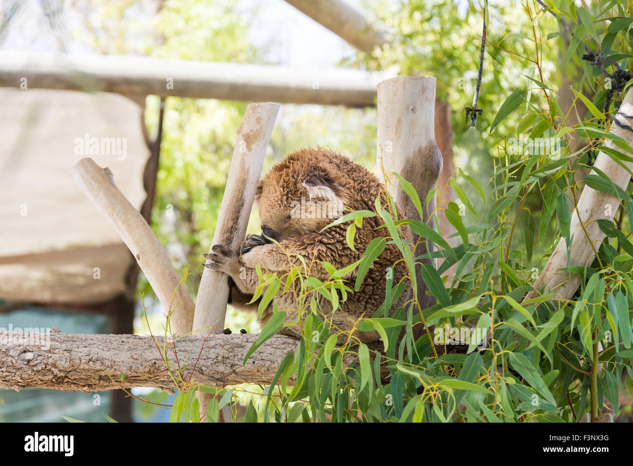 Australia Israel High Resolution Stock Photography and Images - Alamy
