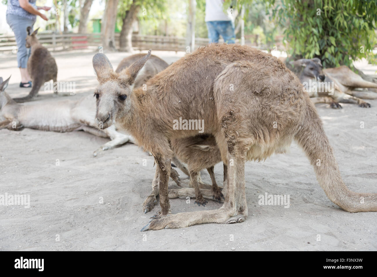 Visit to Gan Garoo, Israel Stock Photo - Alamy