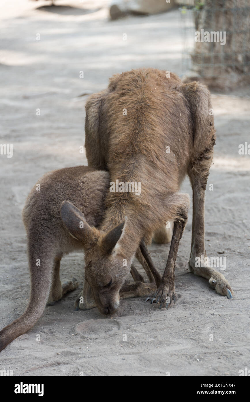 Visit to Gan Garoo, Israel Stock Photo - Alamy