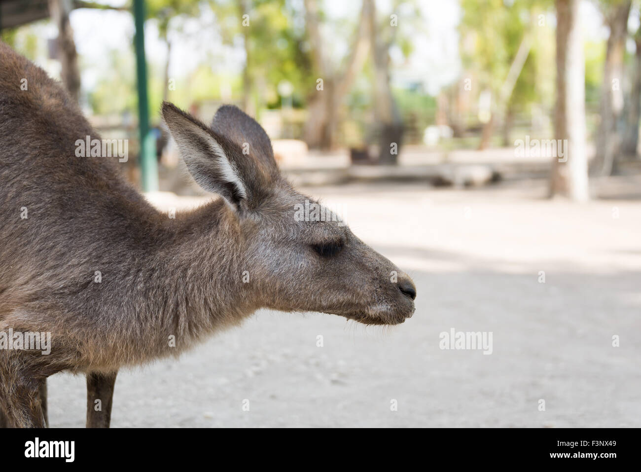 Visit to Gan Garoo, Israel Stock Photo - Alamy