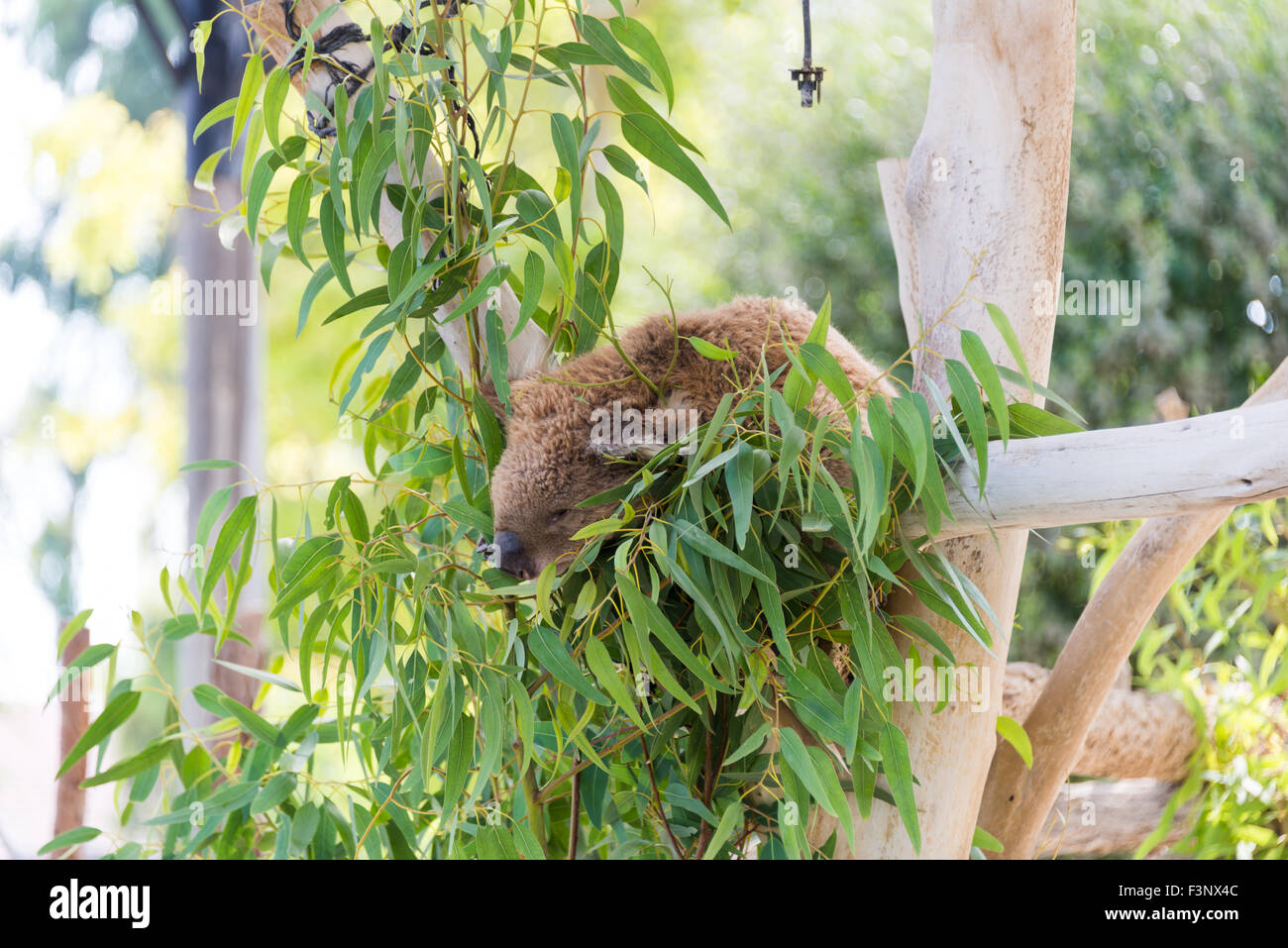 Visit to Gan Garoo, Israel Stock Photo - Alamy