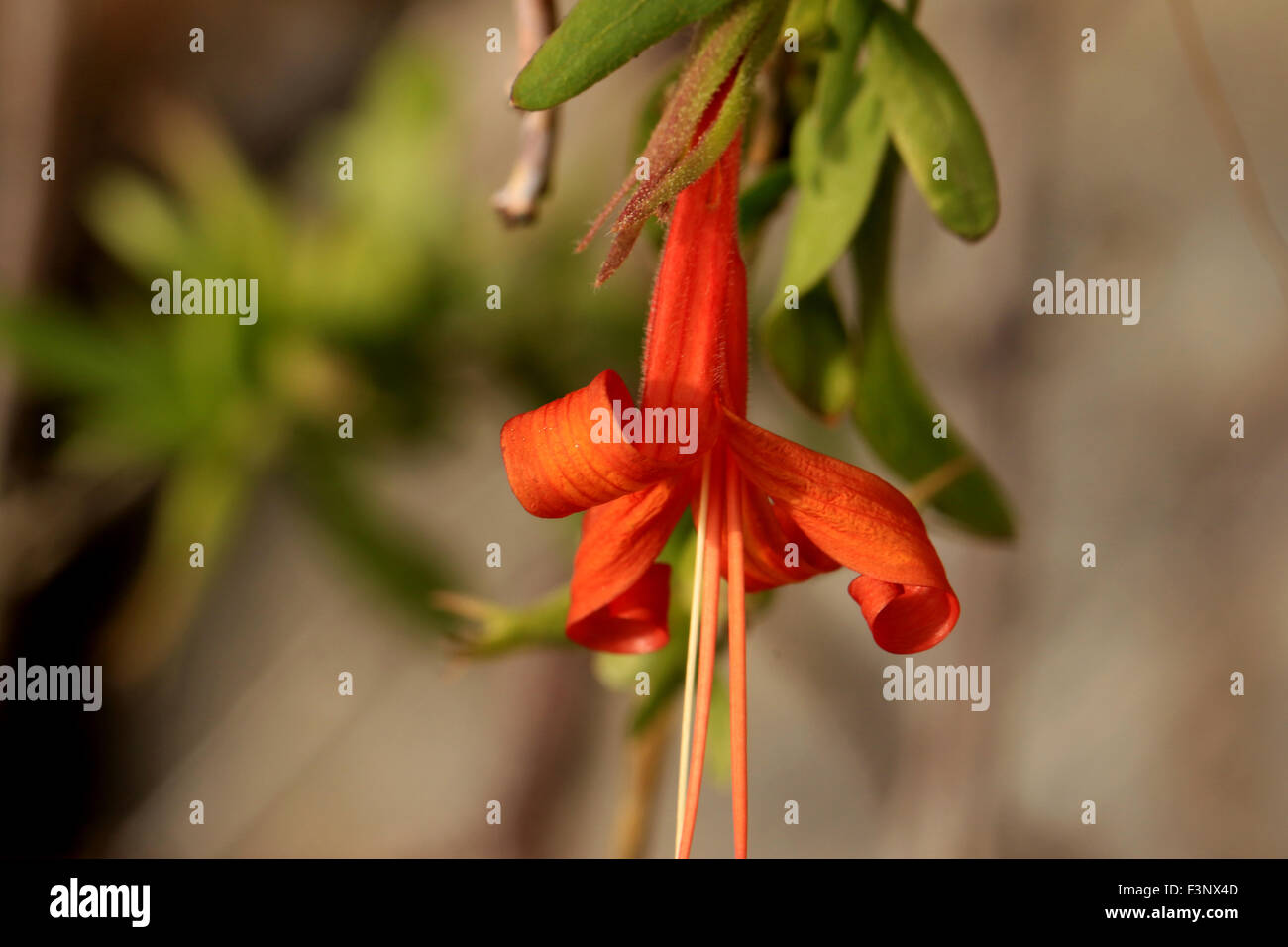 Red desert honeysuckle, Anisacanthus thurberi, near sabino canyon of ...