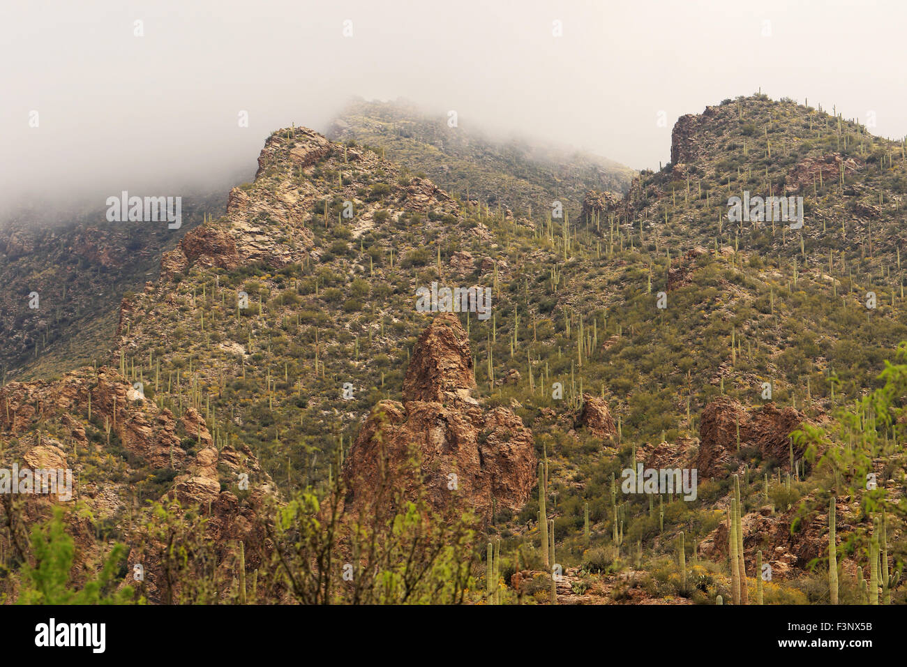The desert of Ventana Canyon in Tucson, Arizona Stock Photo - Alamy
