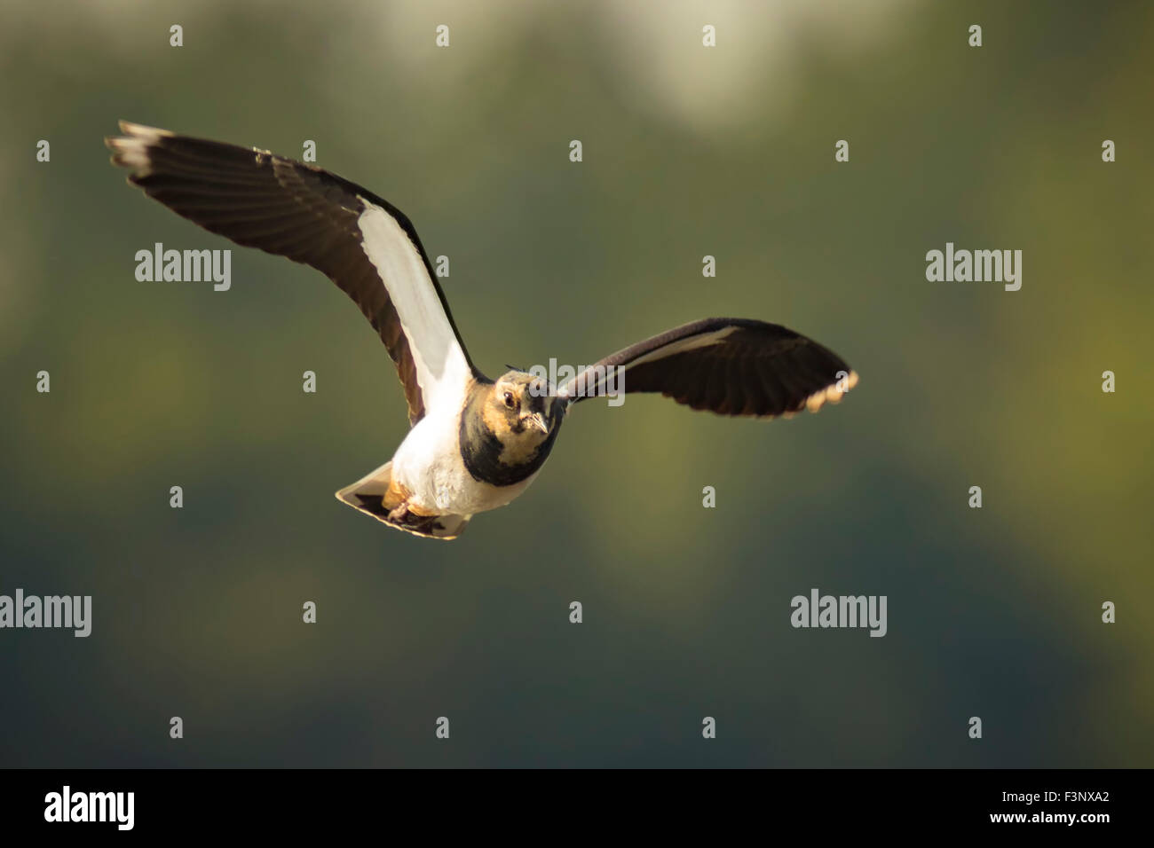 Lapwing flight hi-res stock photography and images - Alamy