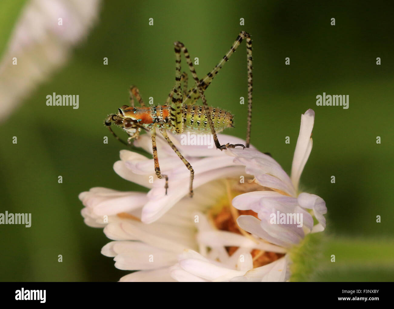 Katydid nymph on a flower Stock Photo - Alamy