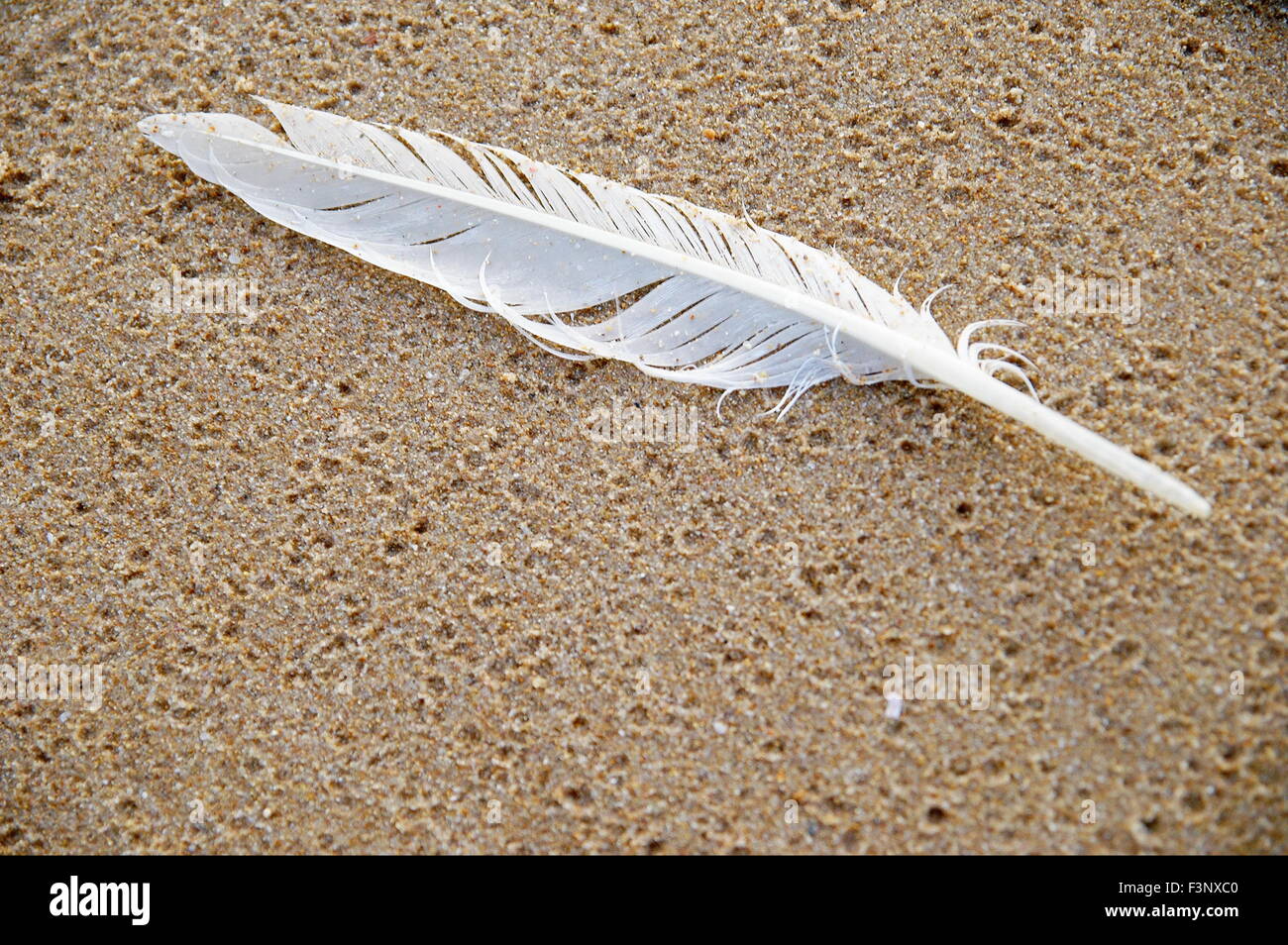 White sea gull feather in the sand and washed by the waves Stock Photo ...