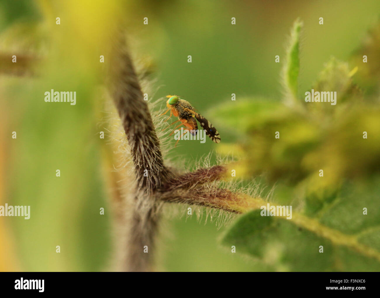 Arizona insects hi-res stock photography and images - Alamy