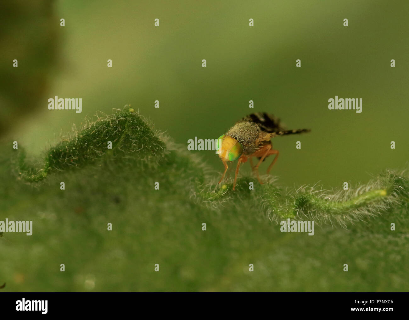 Robber fly perched on a leaf in Tucson, AZ Stock Photo - Alamy