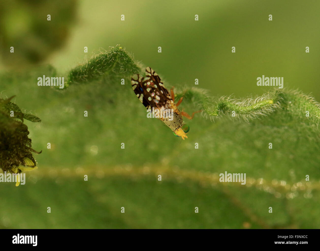 Robber fly in nature hi-res stock photography and images - Alamy
