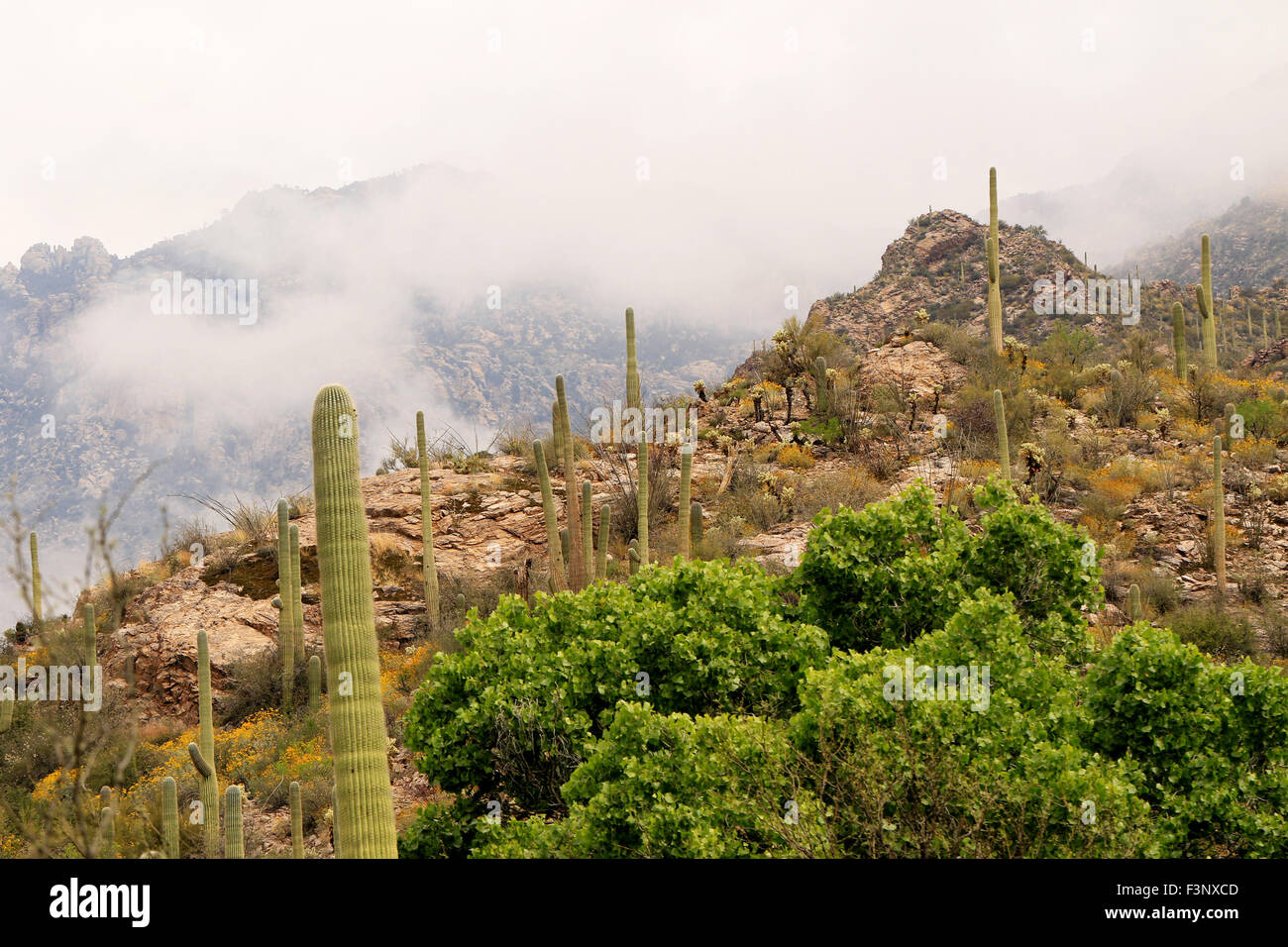 The desert of Ventana Canyon in Tucson, Arizona Stock Photo - Alamy