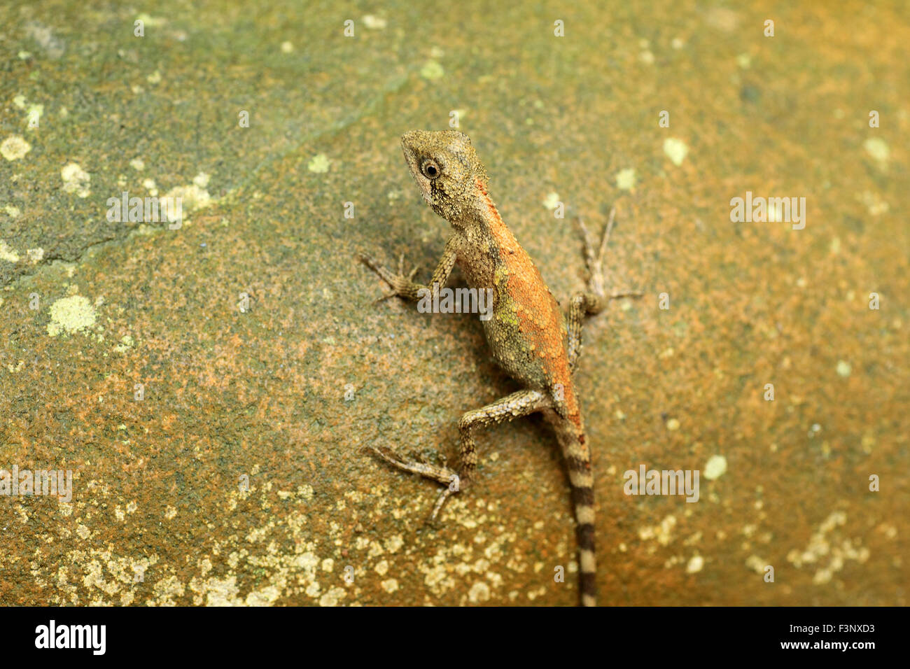 Ryukyu tree lizard (Japalura polygonata xanthostoma) in Taiwan Stock ...