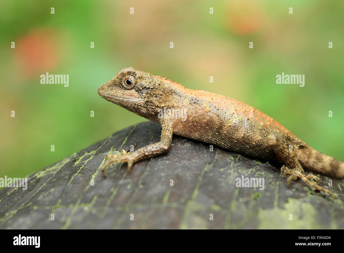 Ryukyu tree lizard (Japalura polygonata xanthostoma) in Taiwan Stock ...