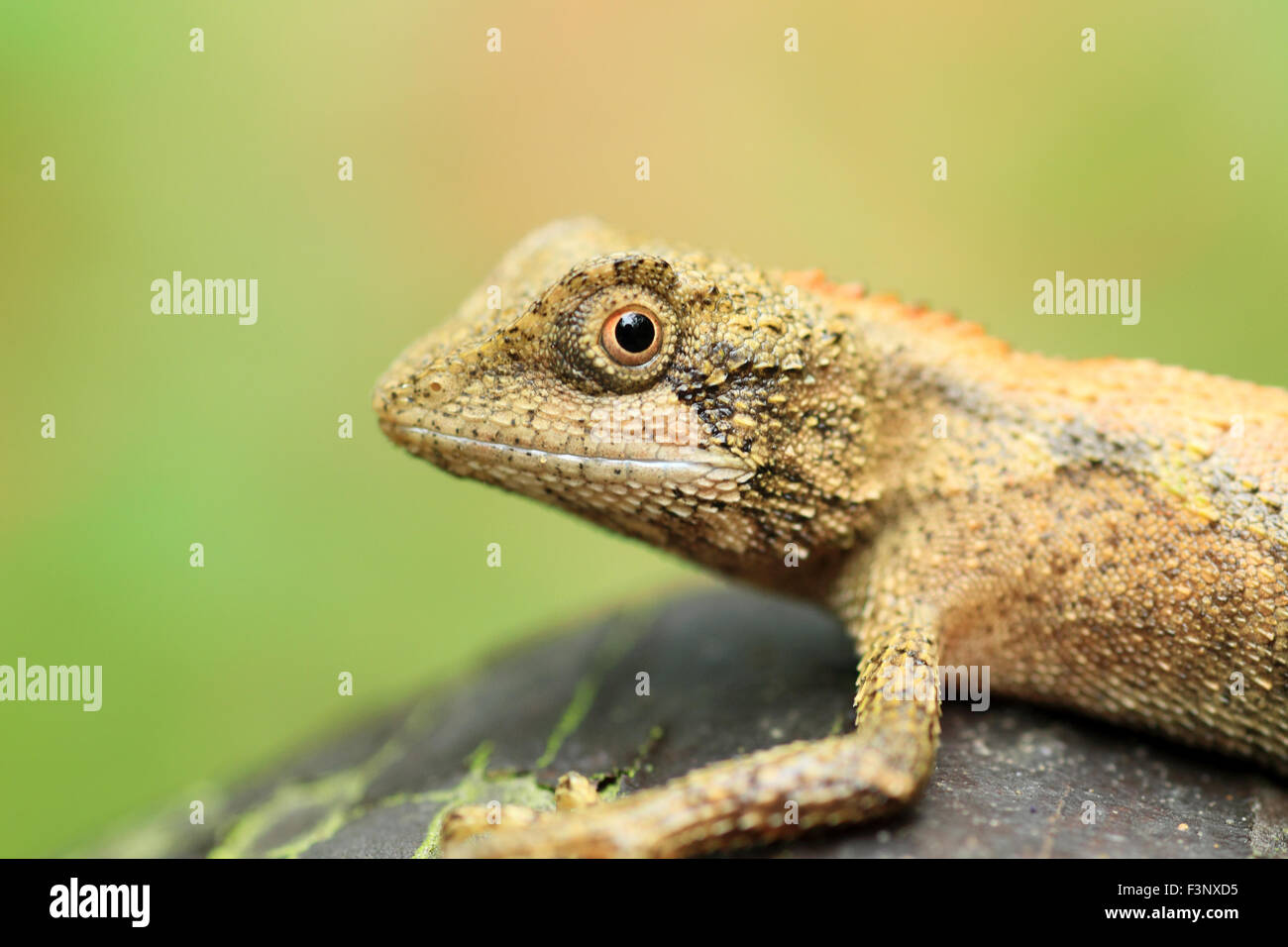 Ryukyu tree lizard (Japalura polygonata xanthostoma) in Taiwan Stock ...