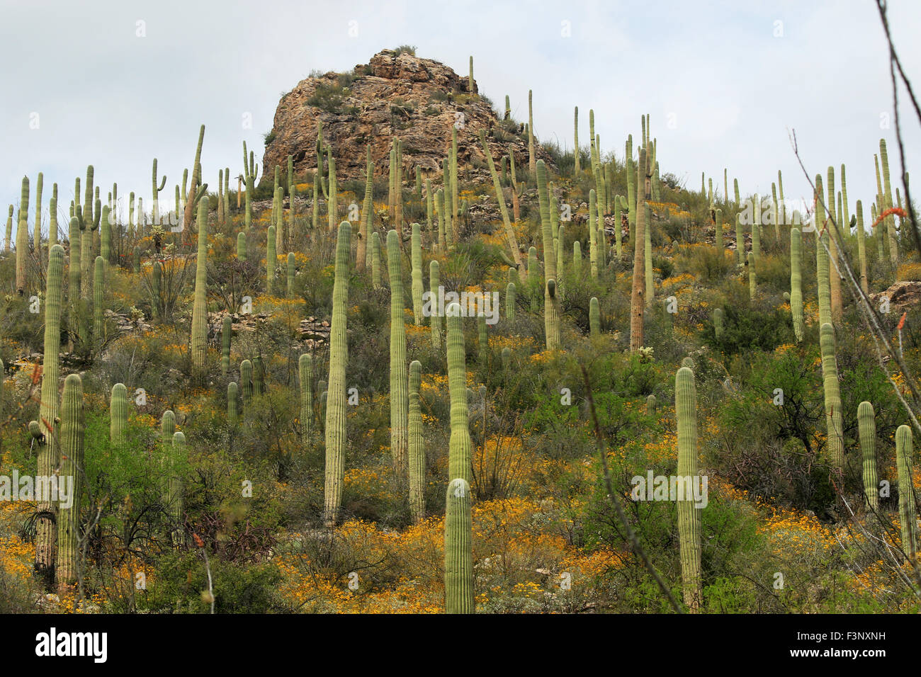 The desert of Ventana Canyon in Tucson, Arizona Stock Photo - Alamy