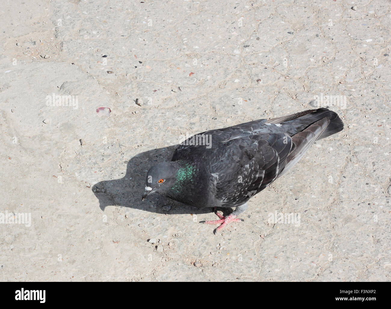 Bird pigeon.Top view Stock Photo - Alamy