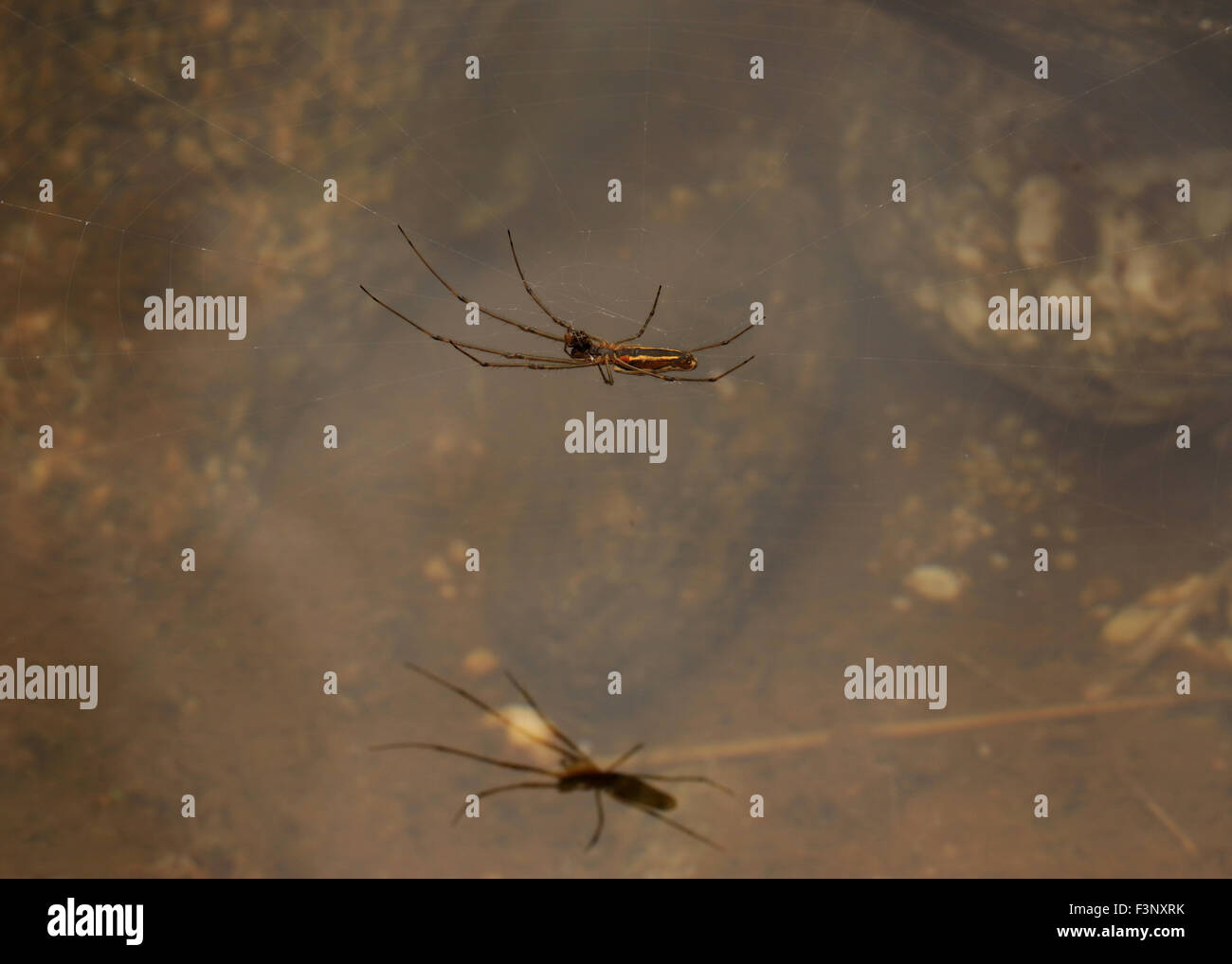 Tucson spiders hi-res stock photography and images - Alamy