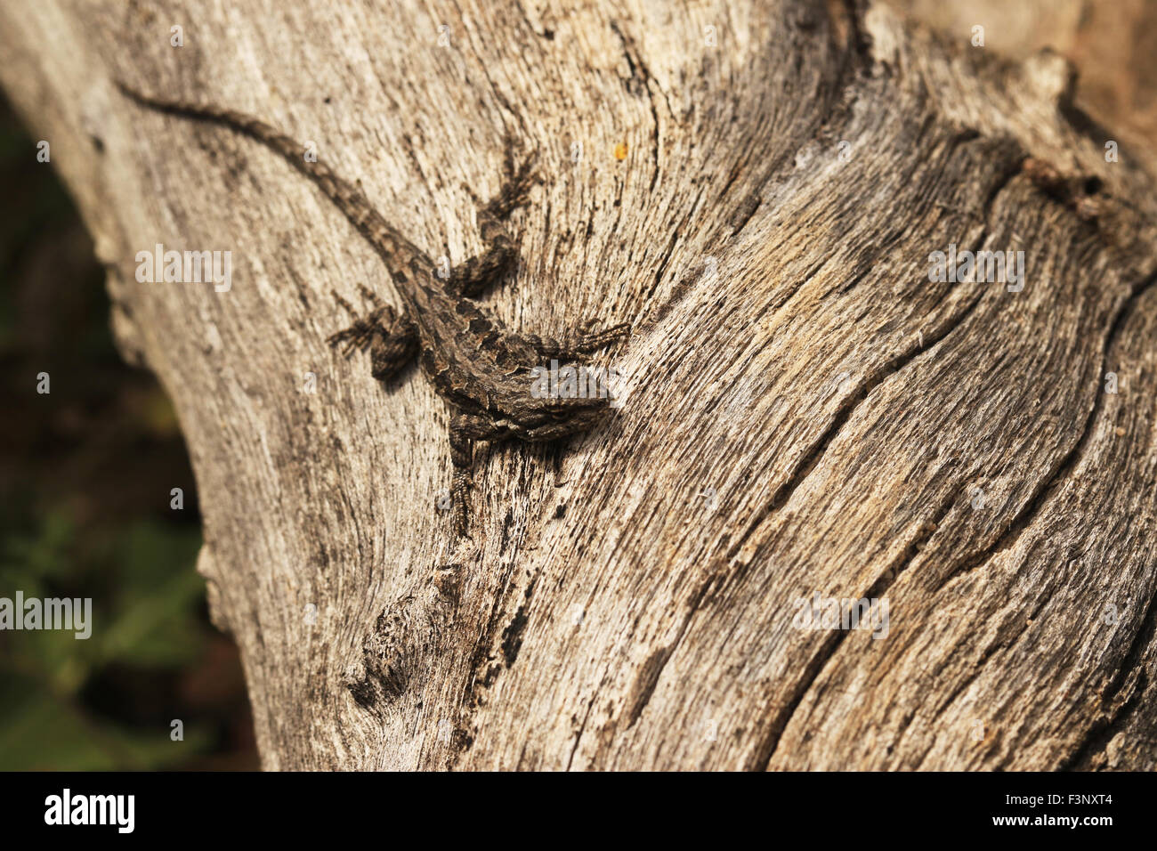 Small, brown lizard sunbathing on a tree branch in Tucson, Arizona ...