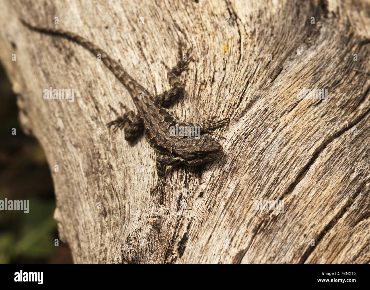Small, brown lizard sunbathing on a tree branch in Tucson, Arizona ...