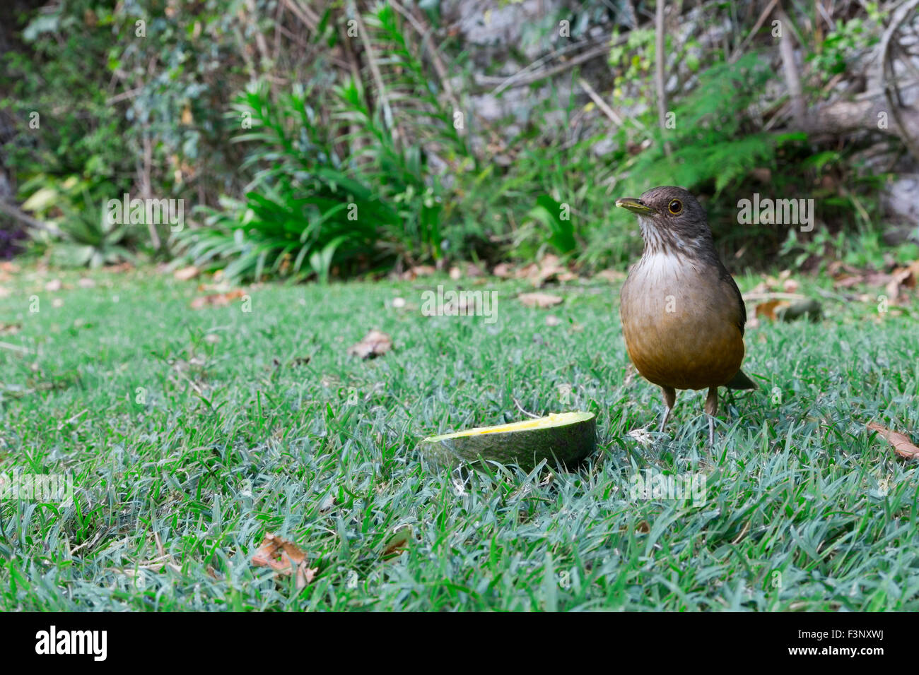 Bird eating avocado hi-res stock photography and images - Alamy