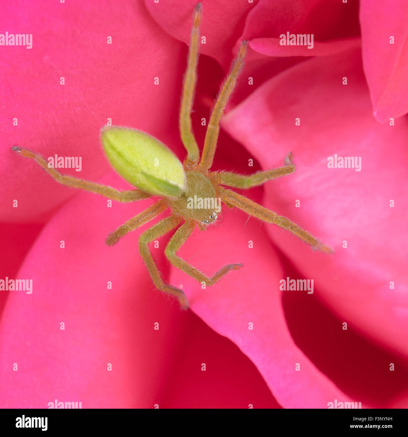 Micrommata virescens. Small green Huntsman spider is rose Stock Photo ...