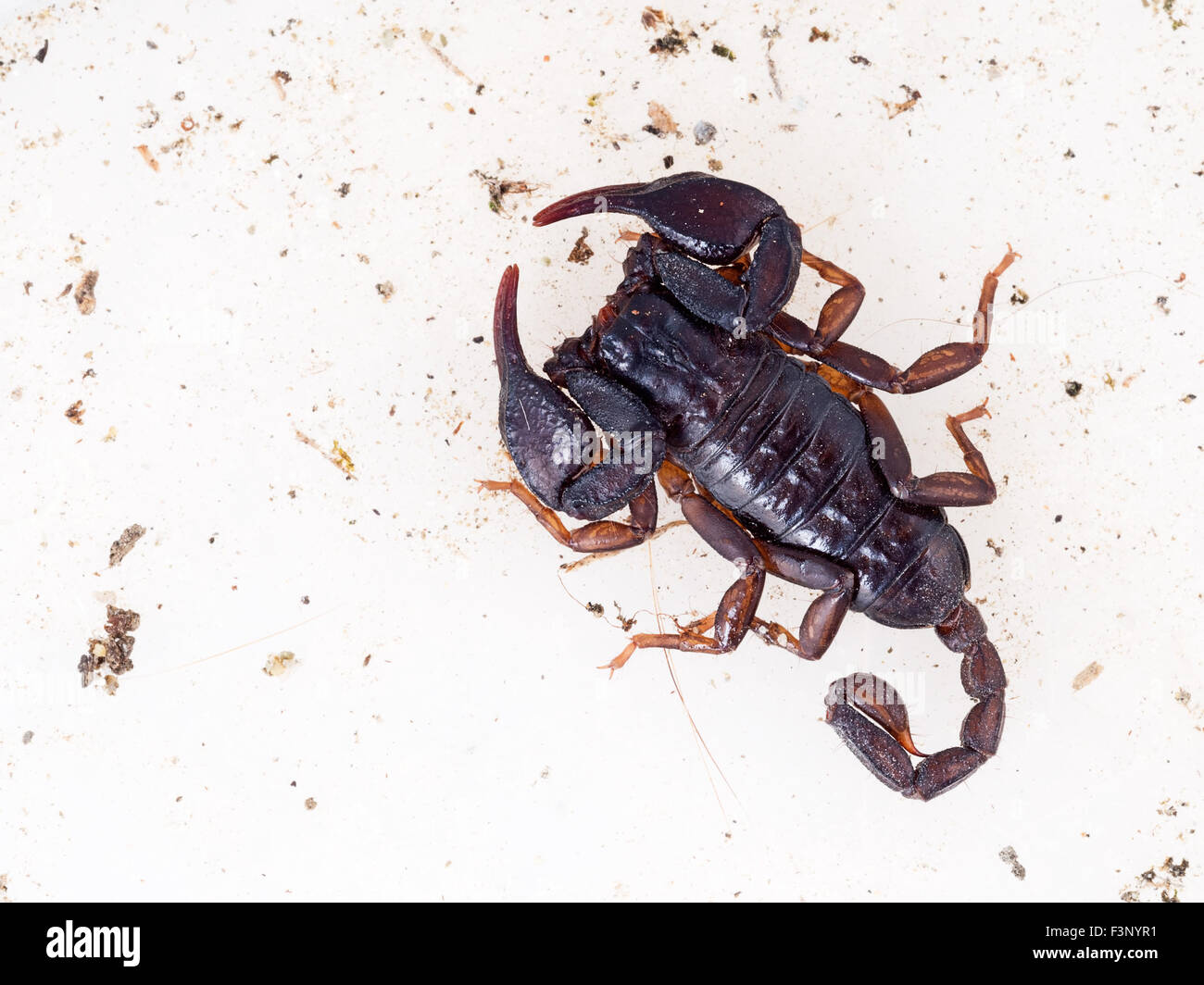 European scorpion hi-res stock photography and images - Alamy