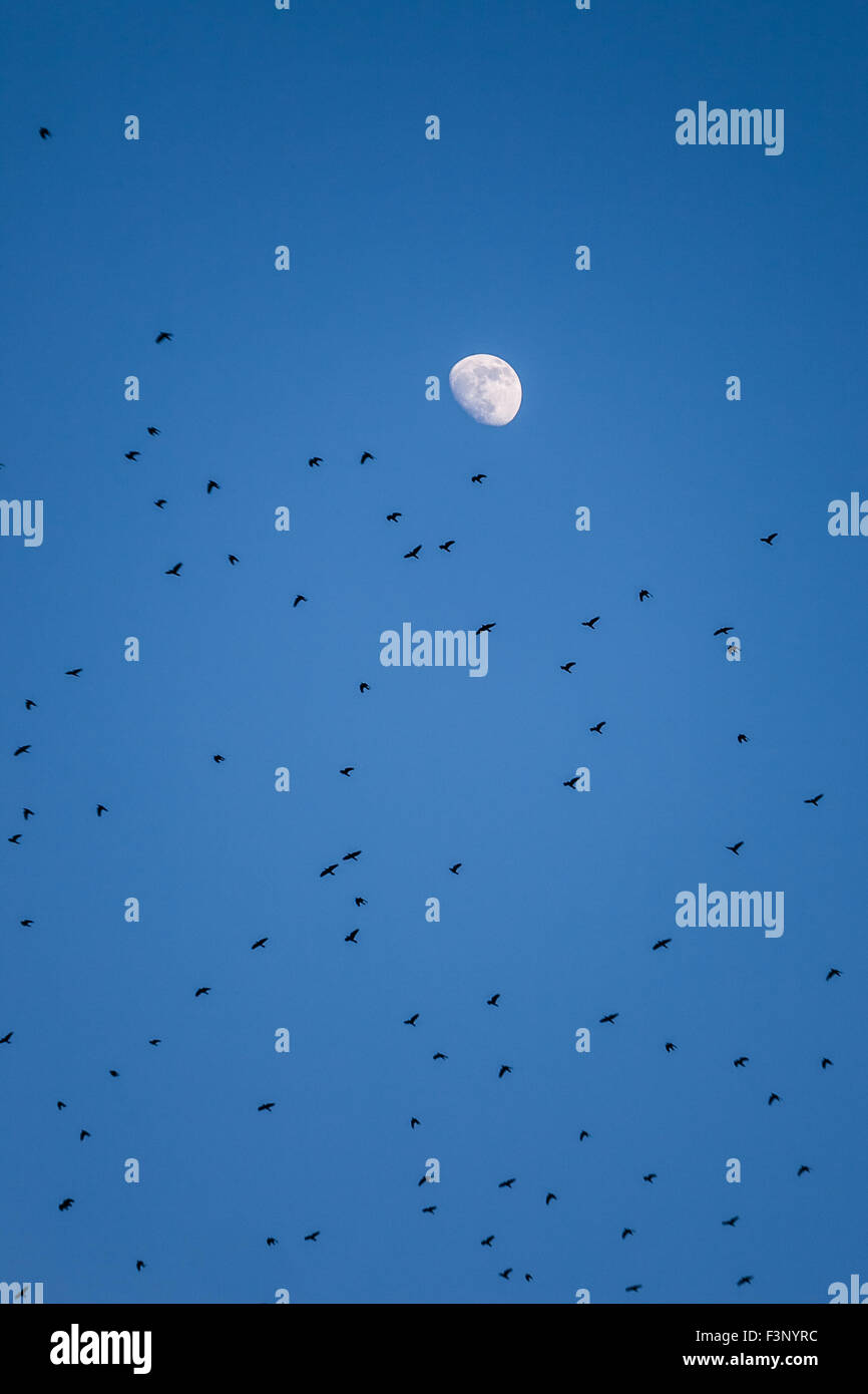 Migrating crows fly in the air with blue sky background and the moon ...